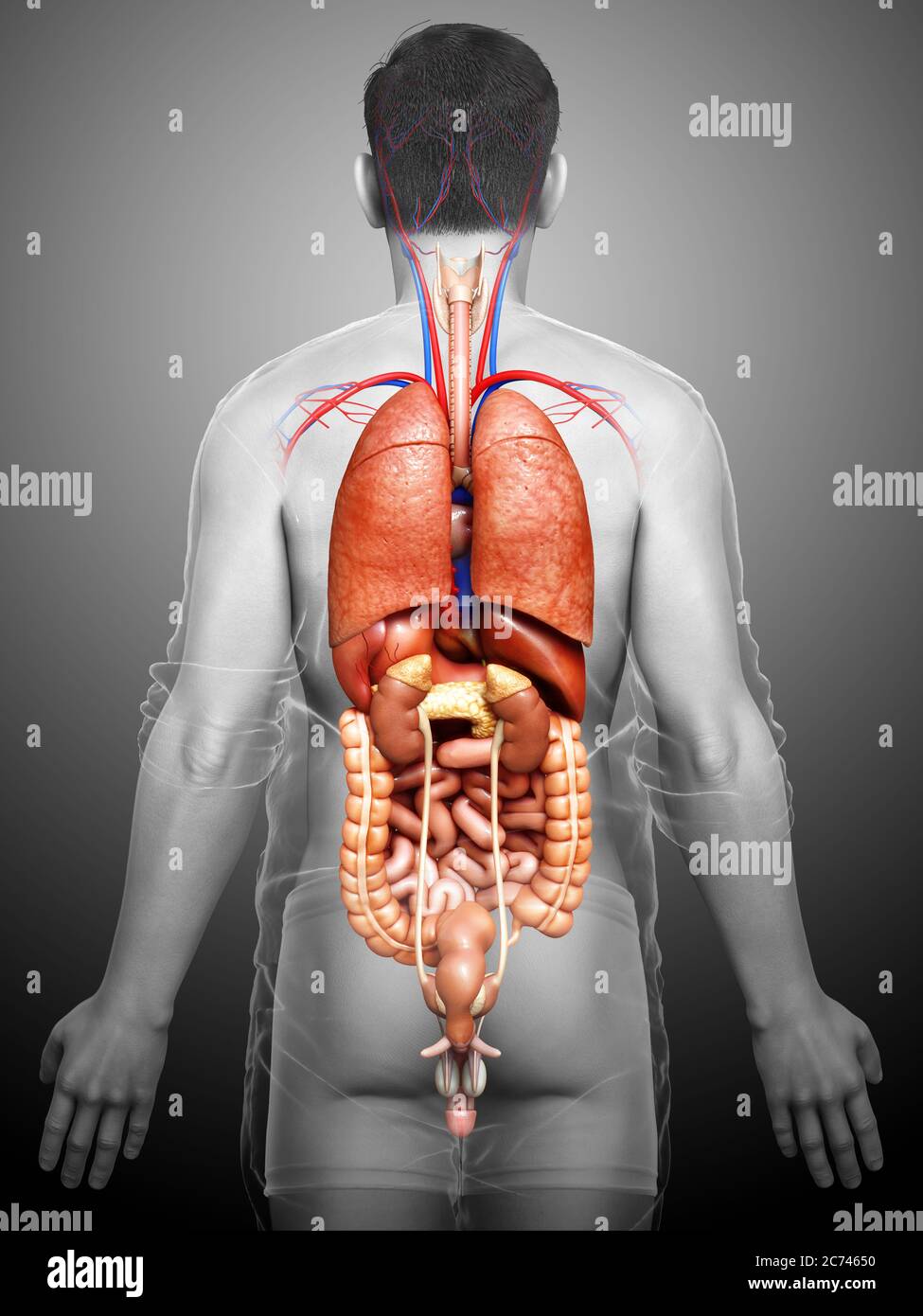 3d rendered medically accurate illustration of male Internal organs ...