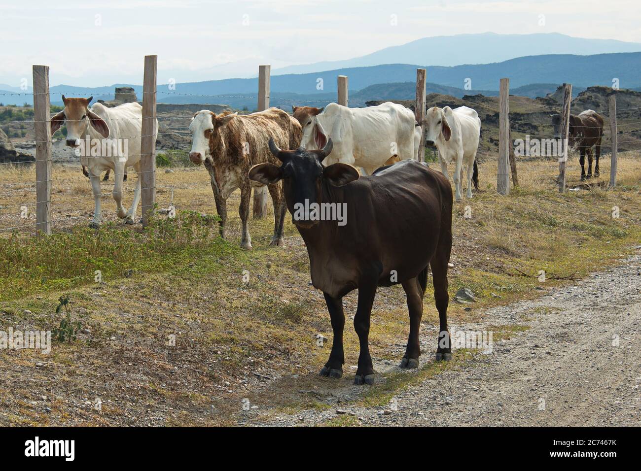 Agriculture beef colombia hi-res stock photography and images - Alamy