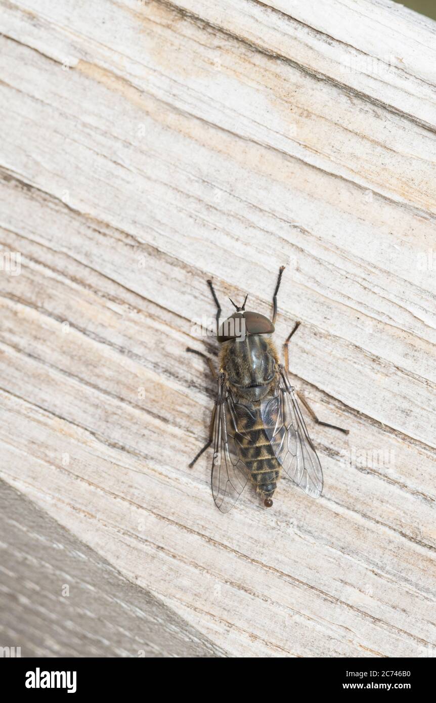 Tabanus bromius hi-res stock photography and images - Alamy