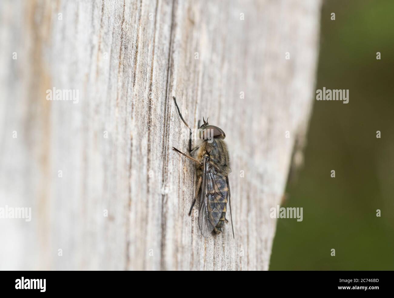 Tabanus bromius hi-res stock photography and images - Alamy