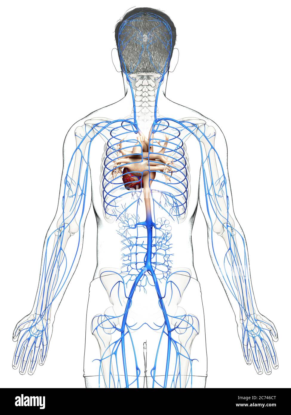 3d rendered medically accurate illustration of a male Veins anatomy ...