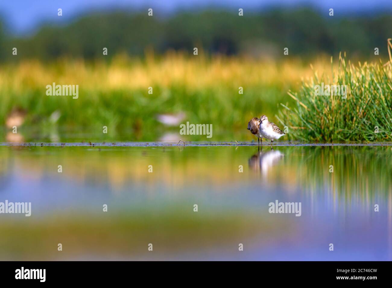 Green nature and water birds. Green nature background. Common water ...