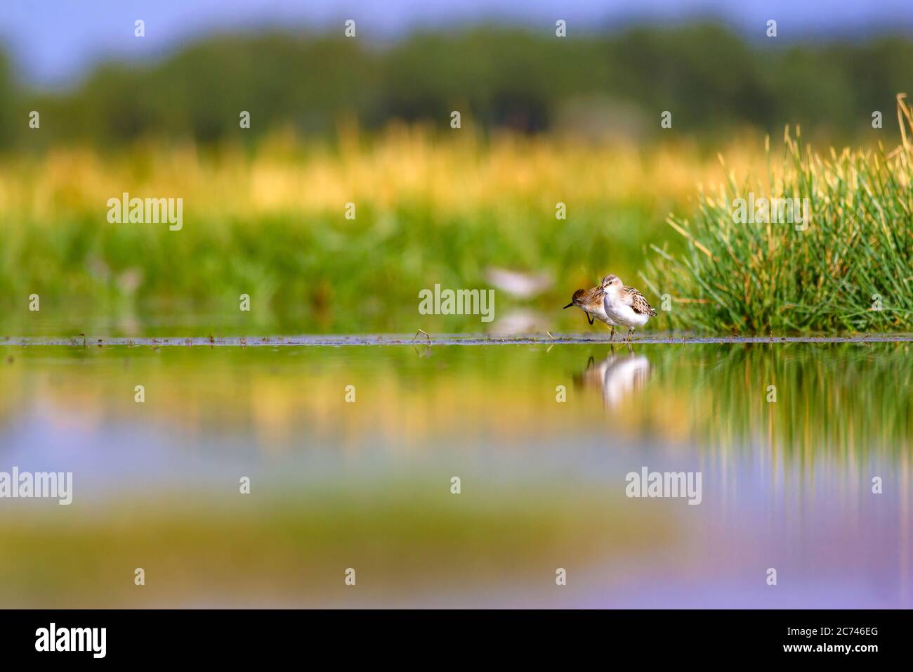 Green nature and water birds. Green nature background. Common water ...