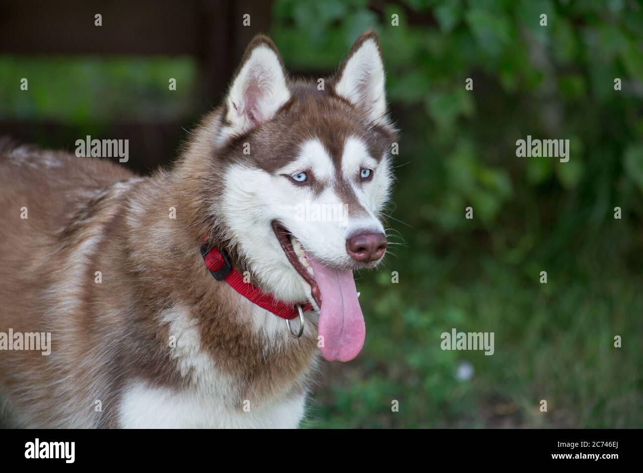 Cute siberian husky puppy is standing on a green grass in the summer ...