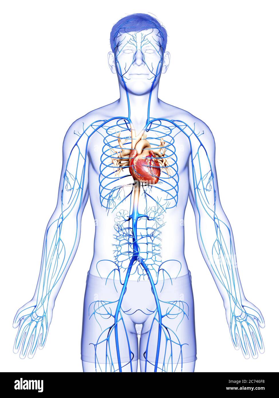 3d rendered medically accurate illustration of a male Veins anatomy ...