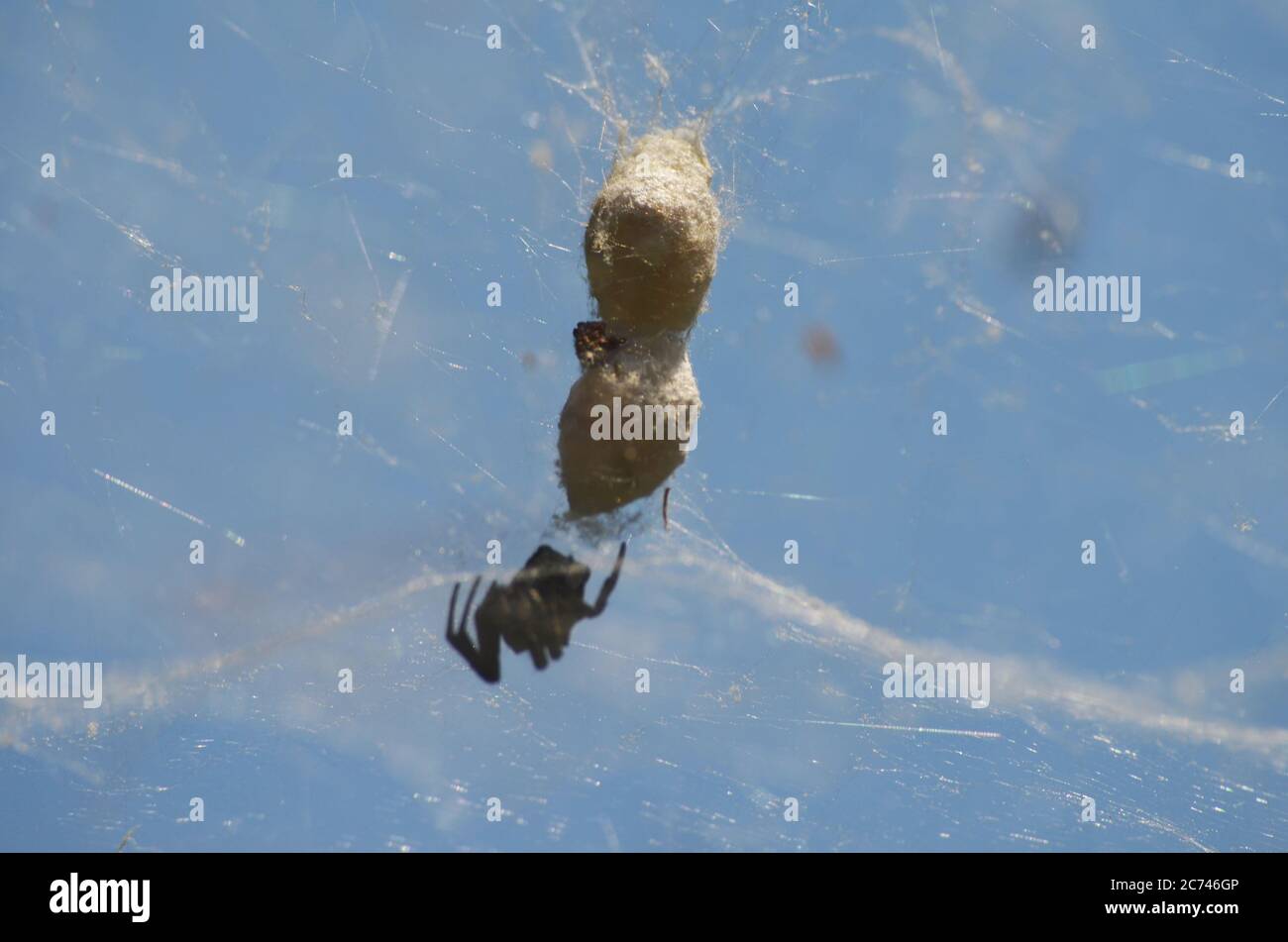 A spider has wrapped a large prey (possibly a caterpillar) in a silk ...