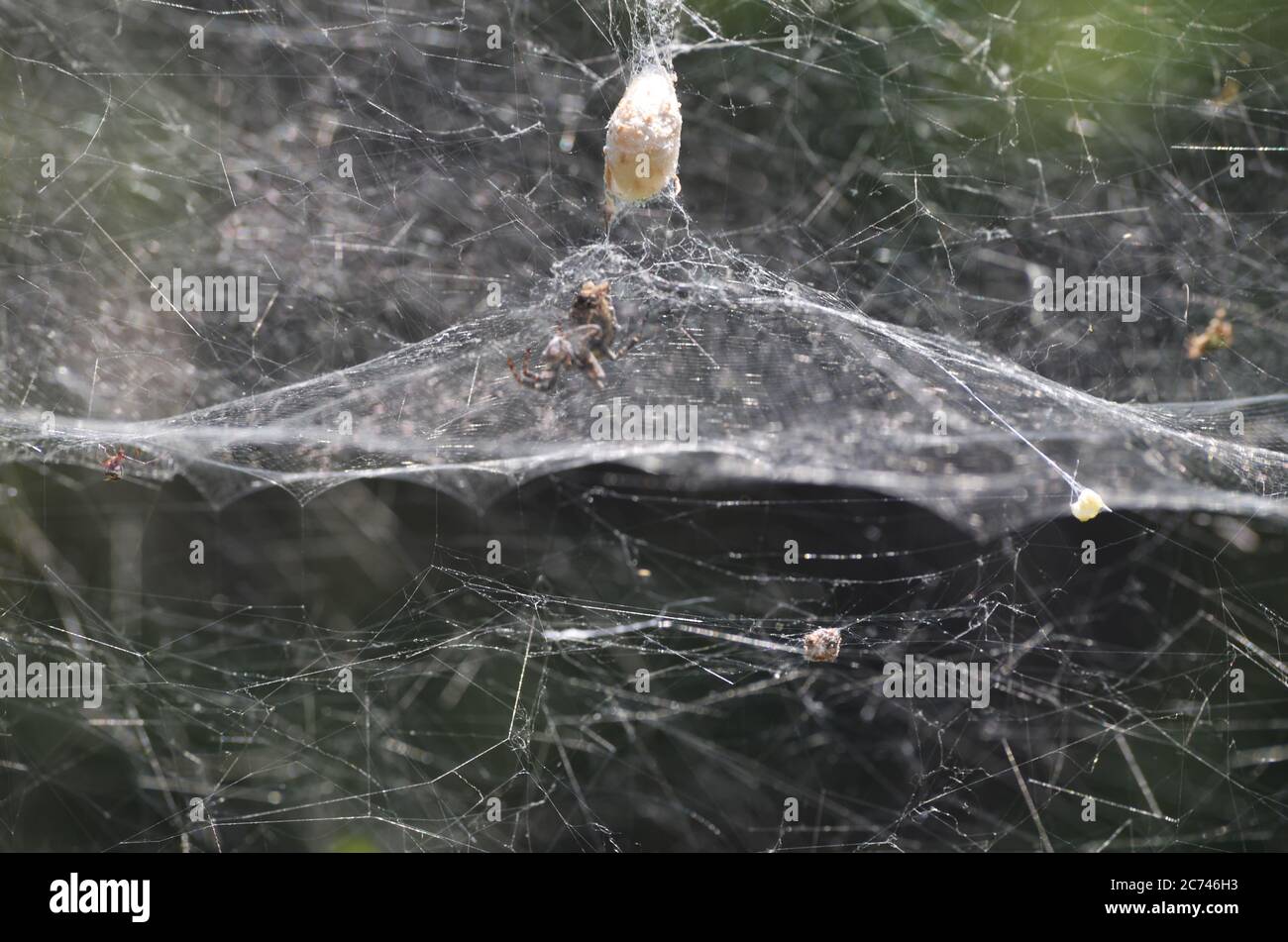 A spider has wrapped a large prey (possibly a caterpillar) in a silk ...