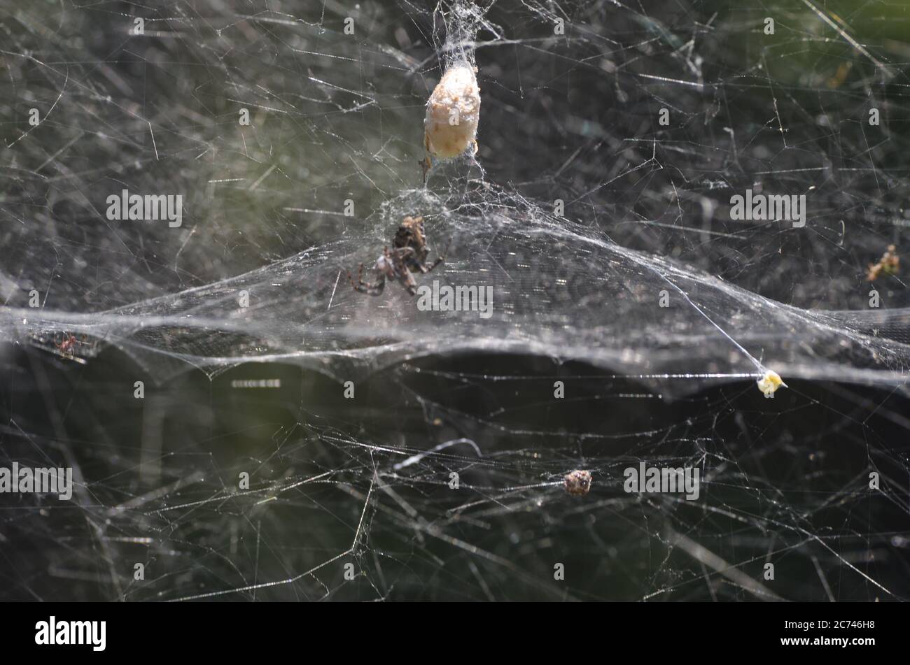 Caterpillar identification hi-res stock photography and images - Alamy