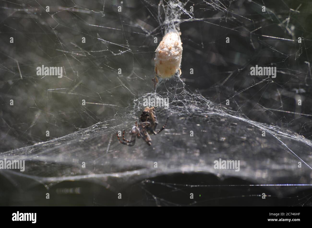 Spider silk ecological uses hi-res stock photography and images - Alamy