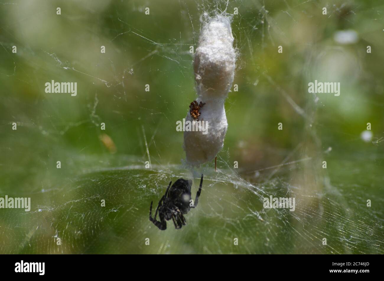 Spider silk molecular alignment hi-res stock photography and images - Alamy