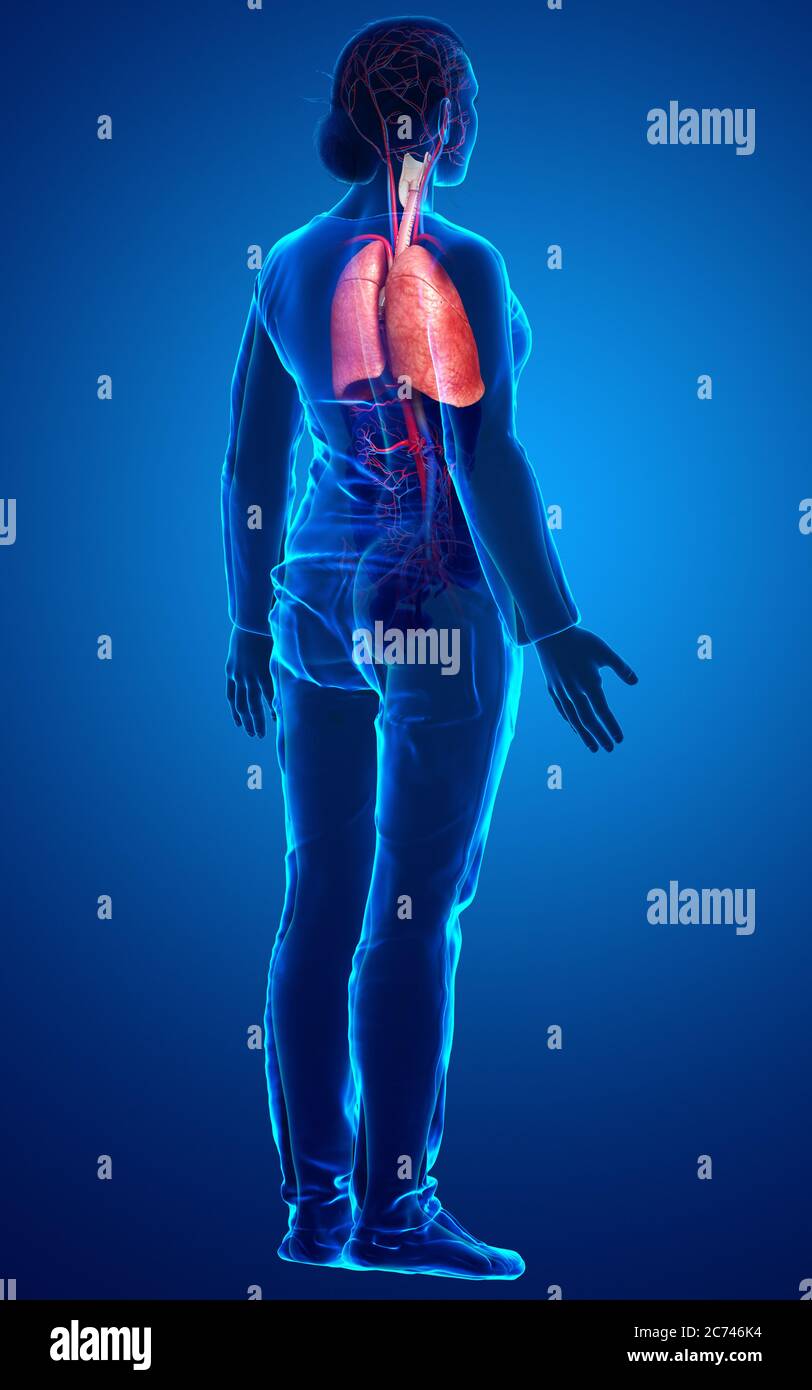 3d rendered, medically accurate illustration of a female lung anatomy ...