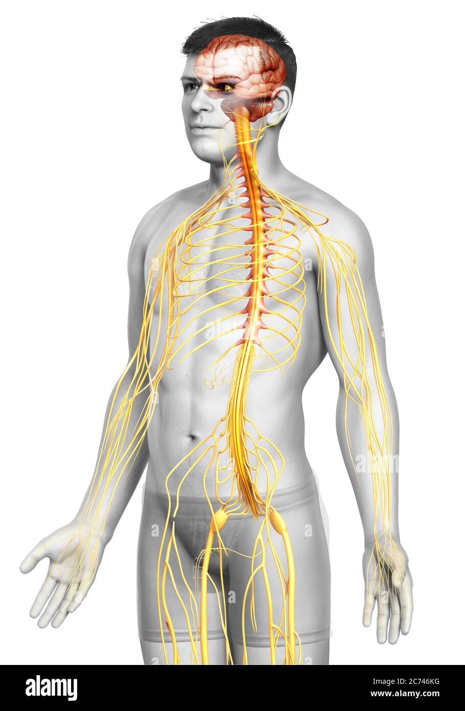 3d rendered medically accurate illustration of a male nervous system ...
