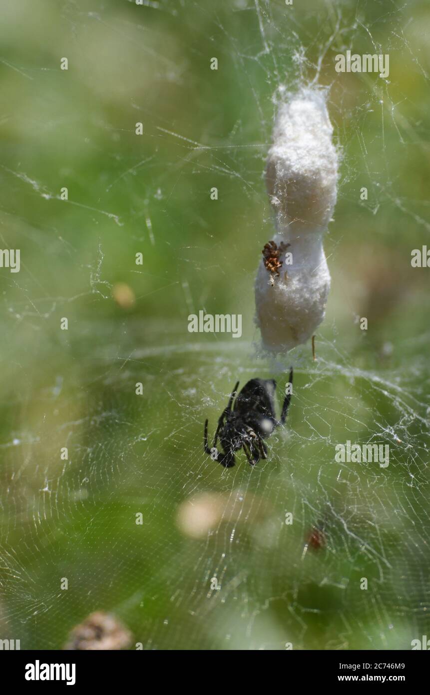 Spider silk ecological uses hi-res stock photography and images - Alamy