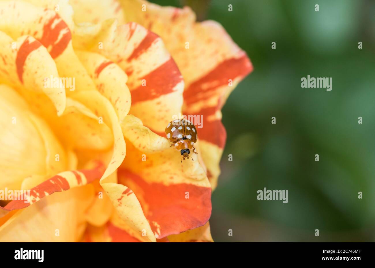 Cream-spot Ladybird (Calvia 14-guttata) on a rose Stock Photo - Alamy