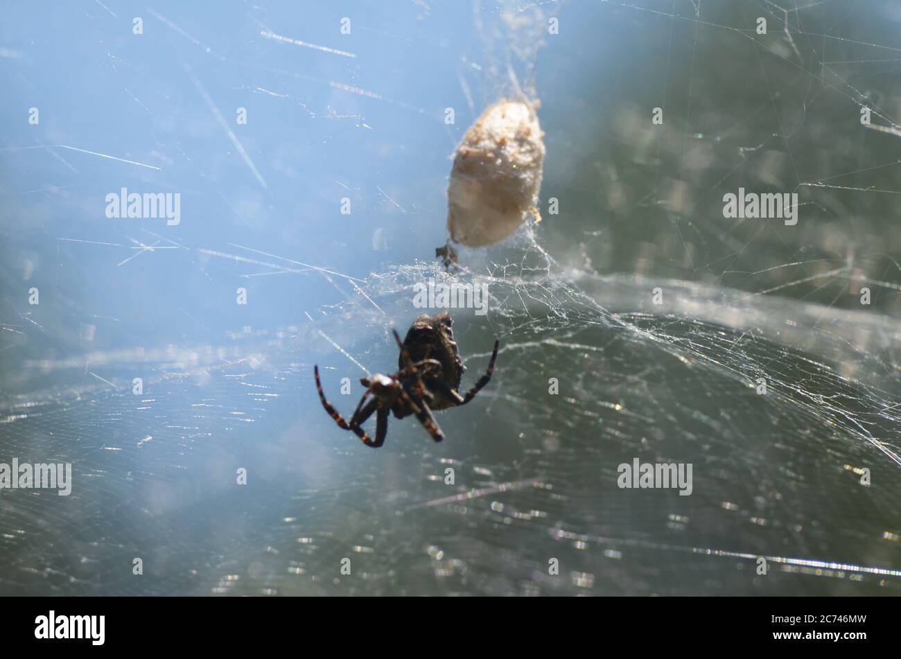 Spider Silk Molecular Alignment High Resolution Stock Photography and ...