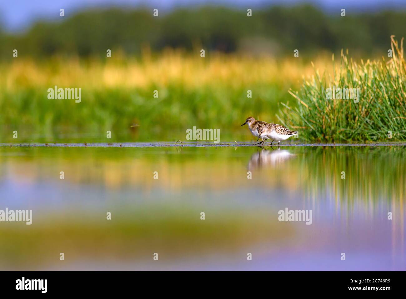 Green nature and water birds. Green nature background. Common water ...