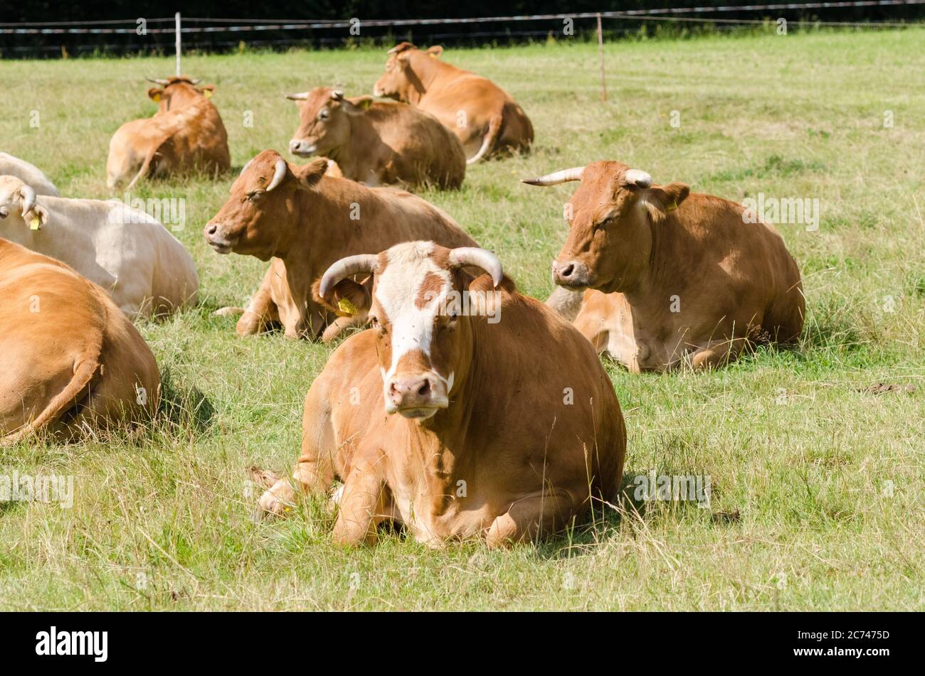 Grazing cows germany hi-res stock photography and images - Alamy