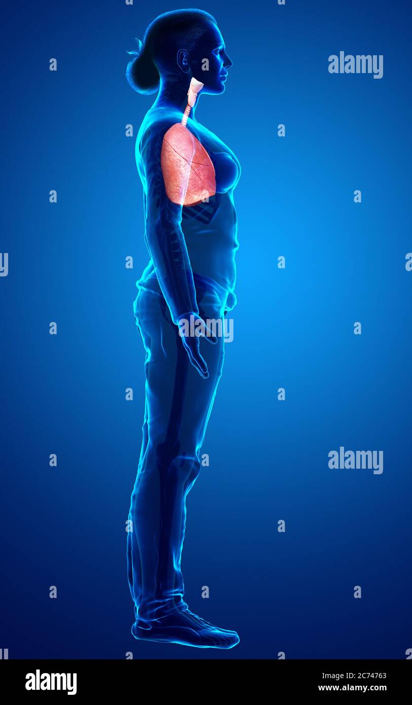 3d rendered, medically accurate illustration of a female lung anatomy ...