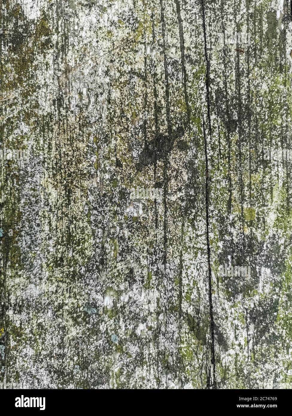 Texture of an old painted board covered with moss Stock Photo - Alamy