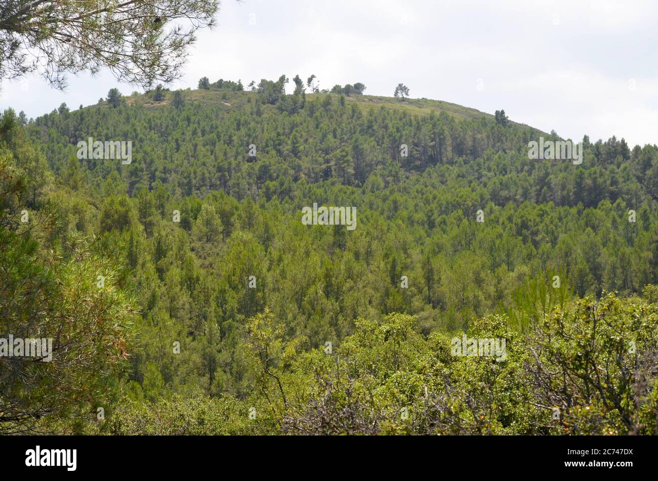 Aleppo pine Pinus halepensis afforestation in a mountainous area of ...