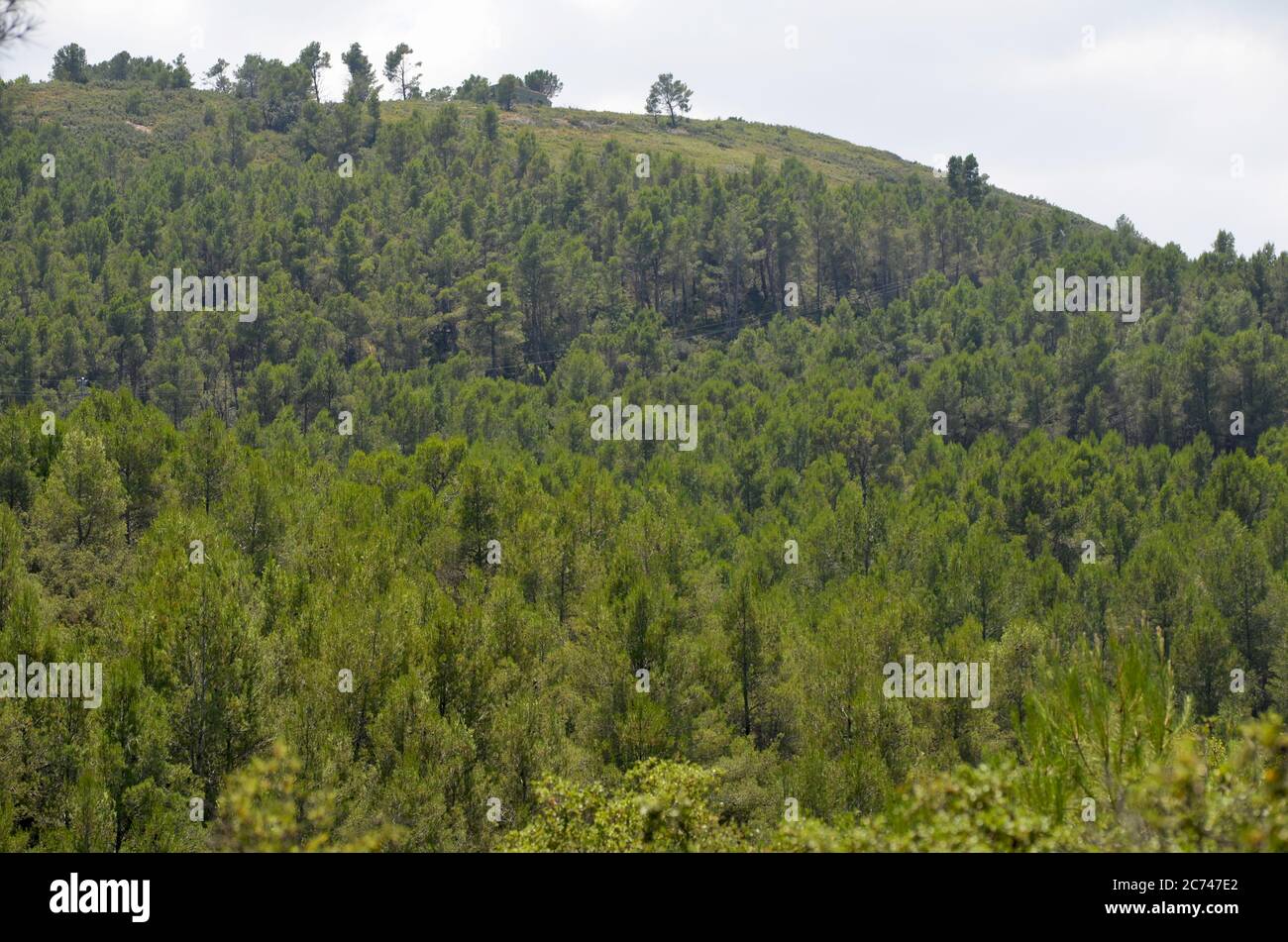 Drought and afforestation hi-res stock photography and images - Alamy