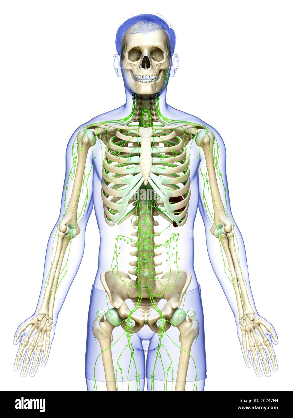 3d rendered medically accurate illustration of a male lymphatic system ...