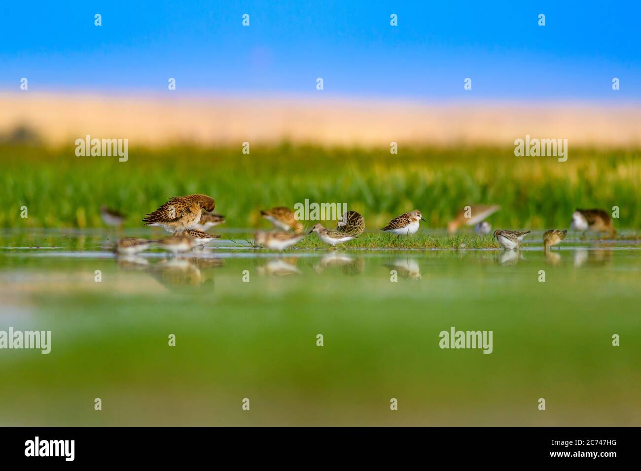 Green nature and water birds. Green nature background. Common water ...