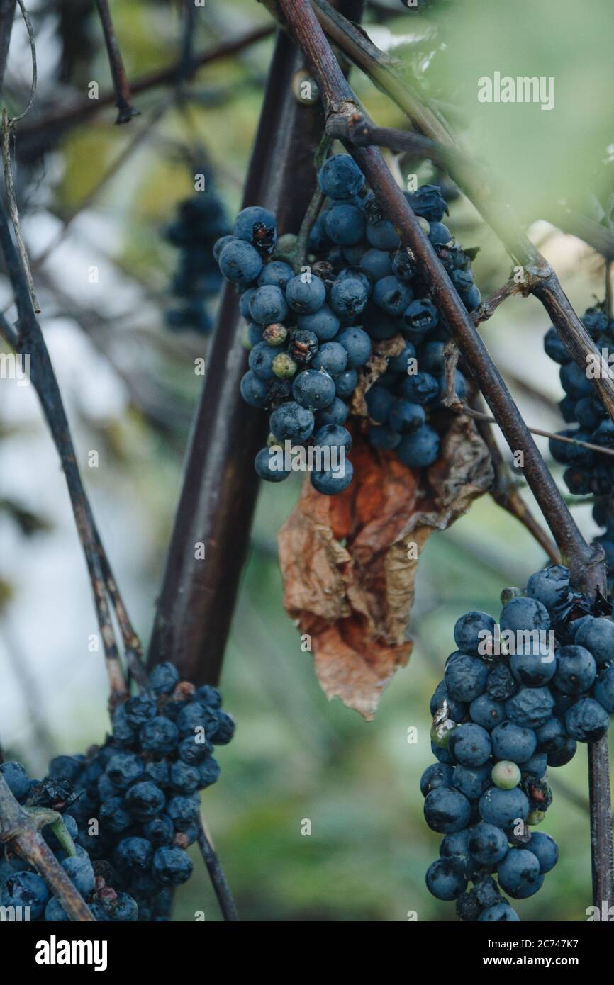 Overriped hi-res stock photography and images - Alamy