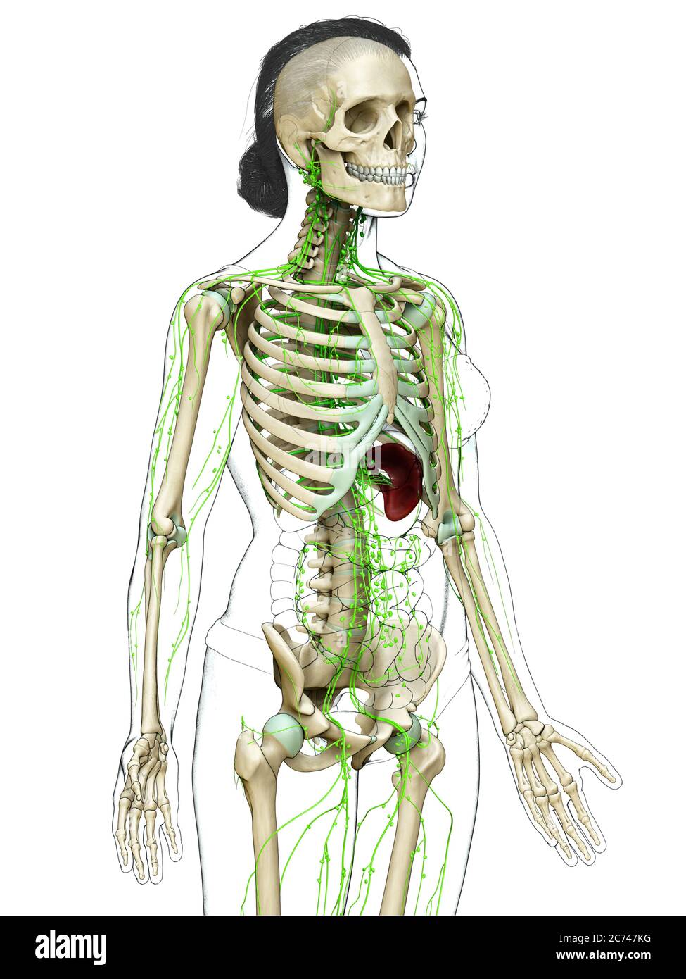 3d rendered medically accurate illustration of a female lymphatic ...