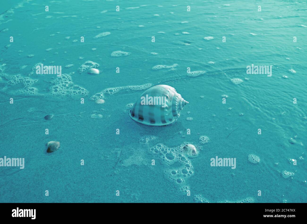 Pop Art Style Aqua Blue Colored Scotch Bonnet Shell Isolated on the ...