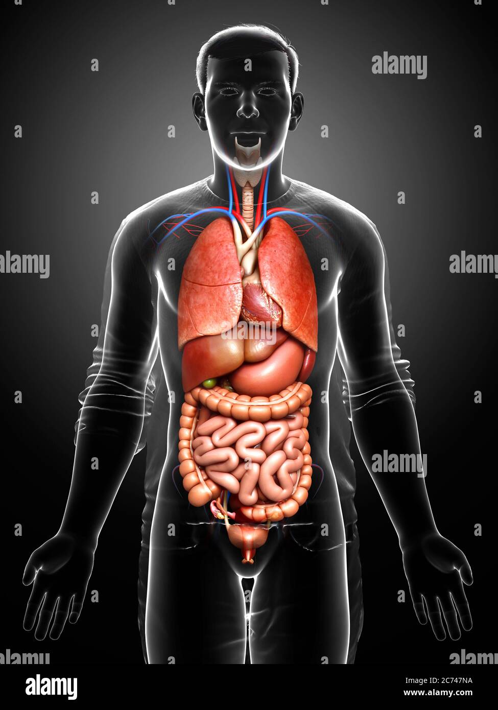 3d rendered medically accurate illustration of male Internal organs ...