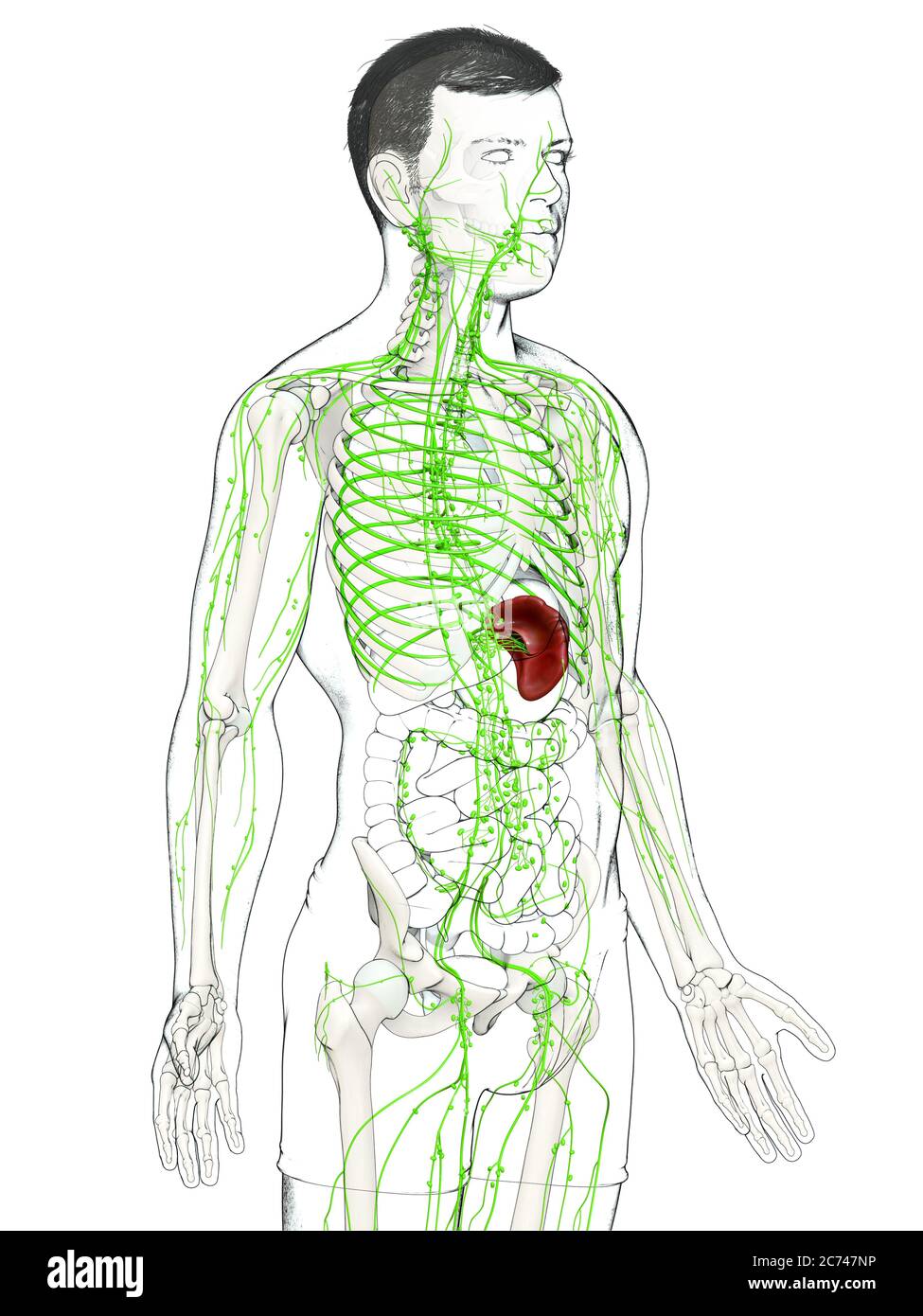3d rendered medically accurate illustration of a male lymphatic system ...