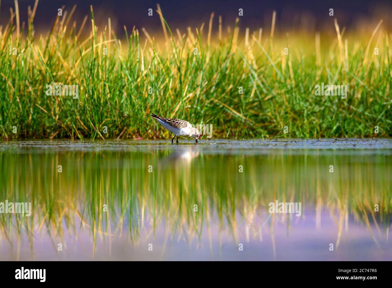 Green nature and water birds. Green nature background. Common water ...