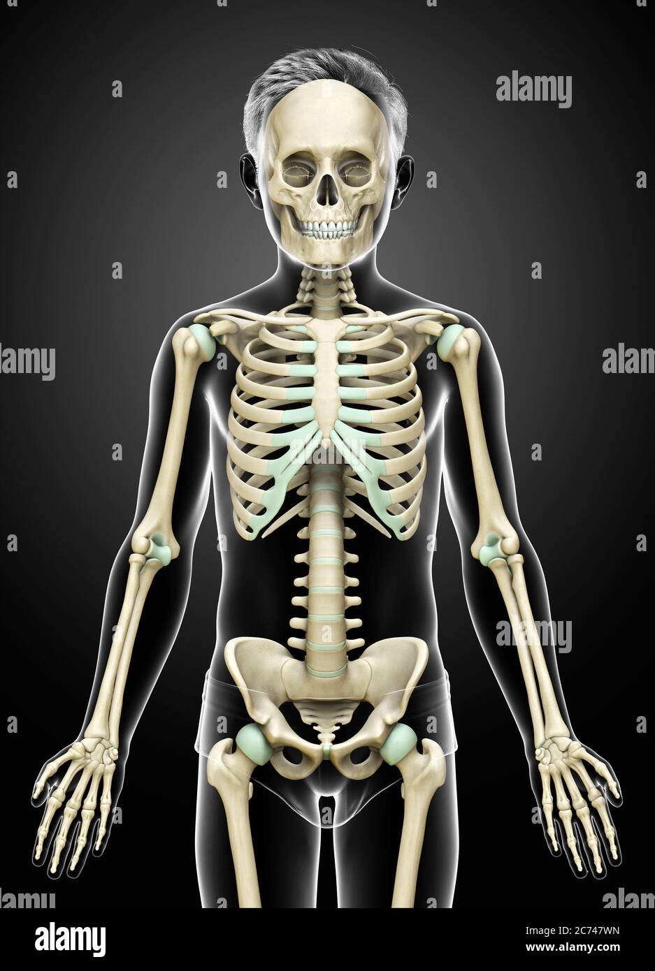 3d rendered, medically accurate illustration of a young boy skeleton ...