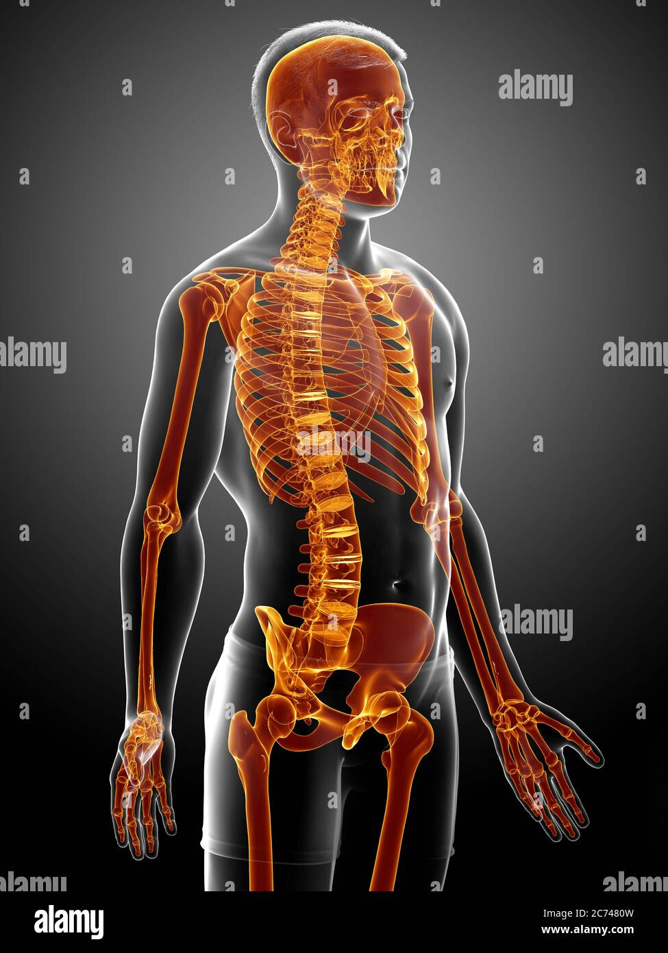 3d rendered, medically accurate illustration of a female skeleton ...