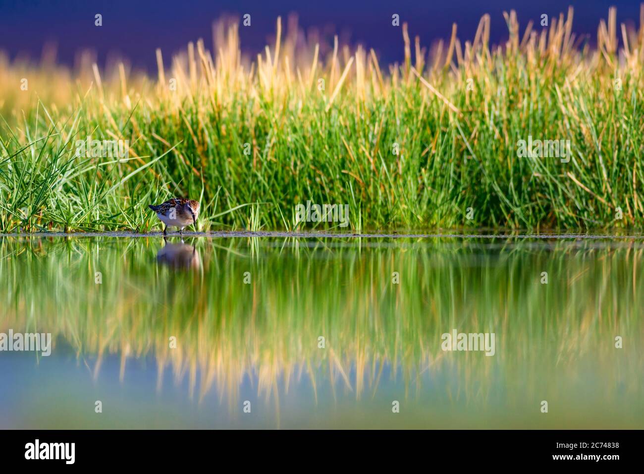Green nature and water birds. Green nature background. Common water ...