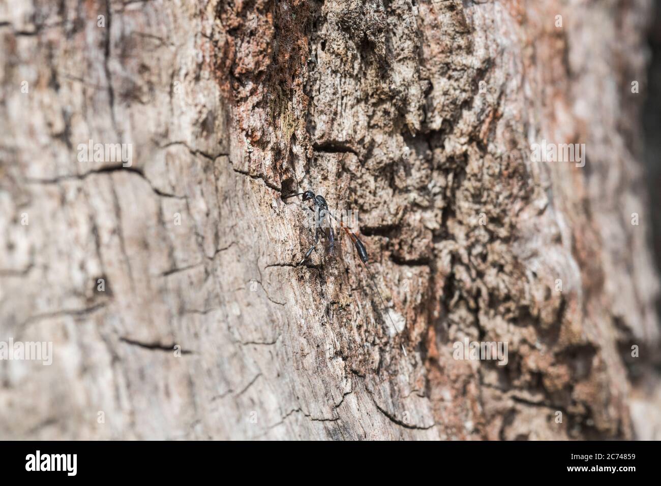 The parasitic wasp Gasteruption jaculator on a tree trunk searching for ...