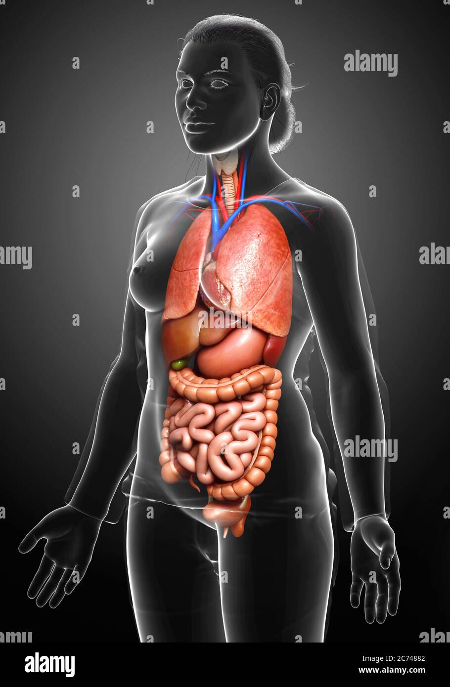 3d rendered medically accurate illustration of female Internal organs ...
