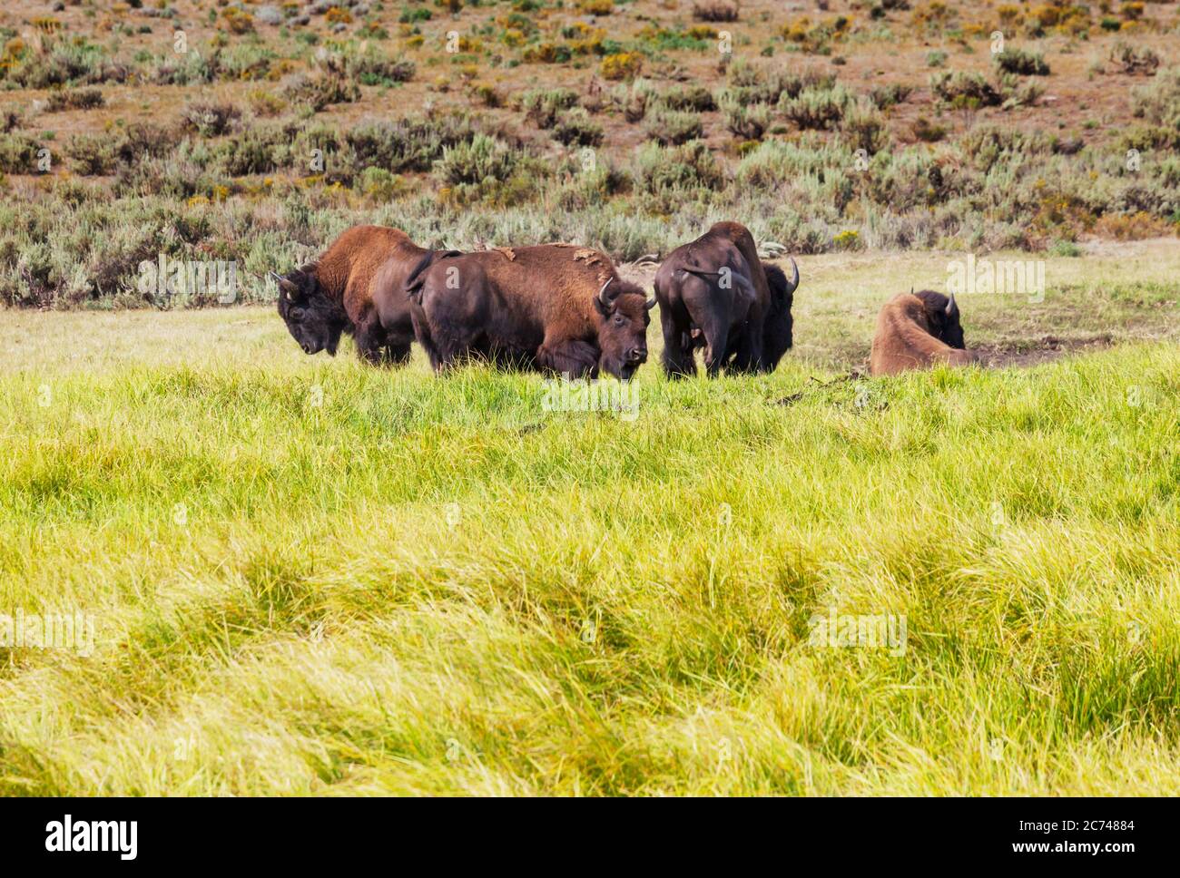 Wild buffalo in Yellowstone National Park, USA Stock Photo - Alamy