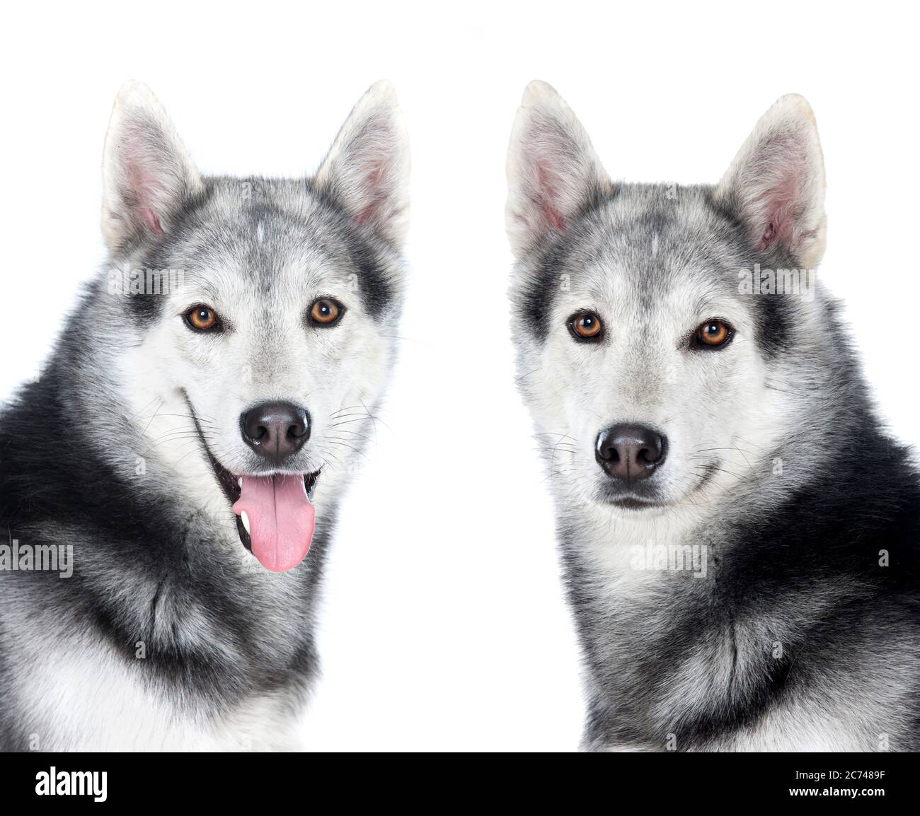 Tlwo equal husky siberian dogs isolated on a white background Stock ...