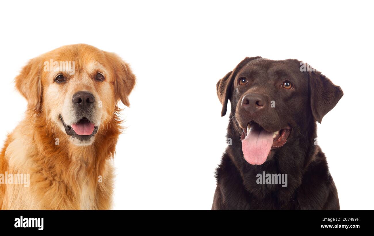 Two different dogs isolated on a white background Stock Photo - Alamy