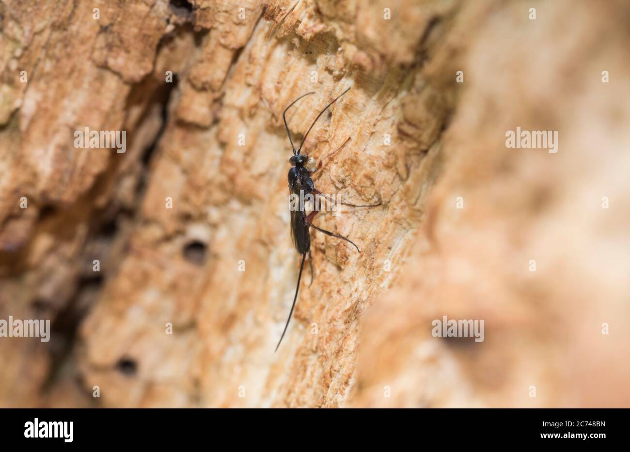 Female ichneumon wasp on hi-res stock photography and images - Alamy