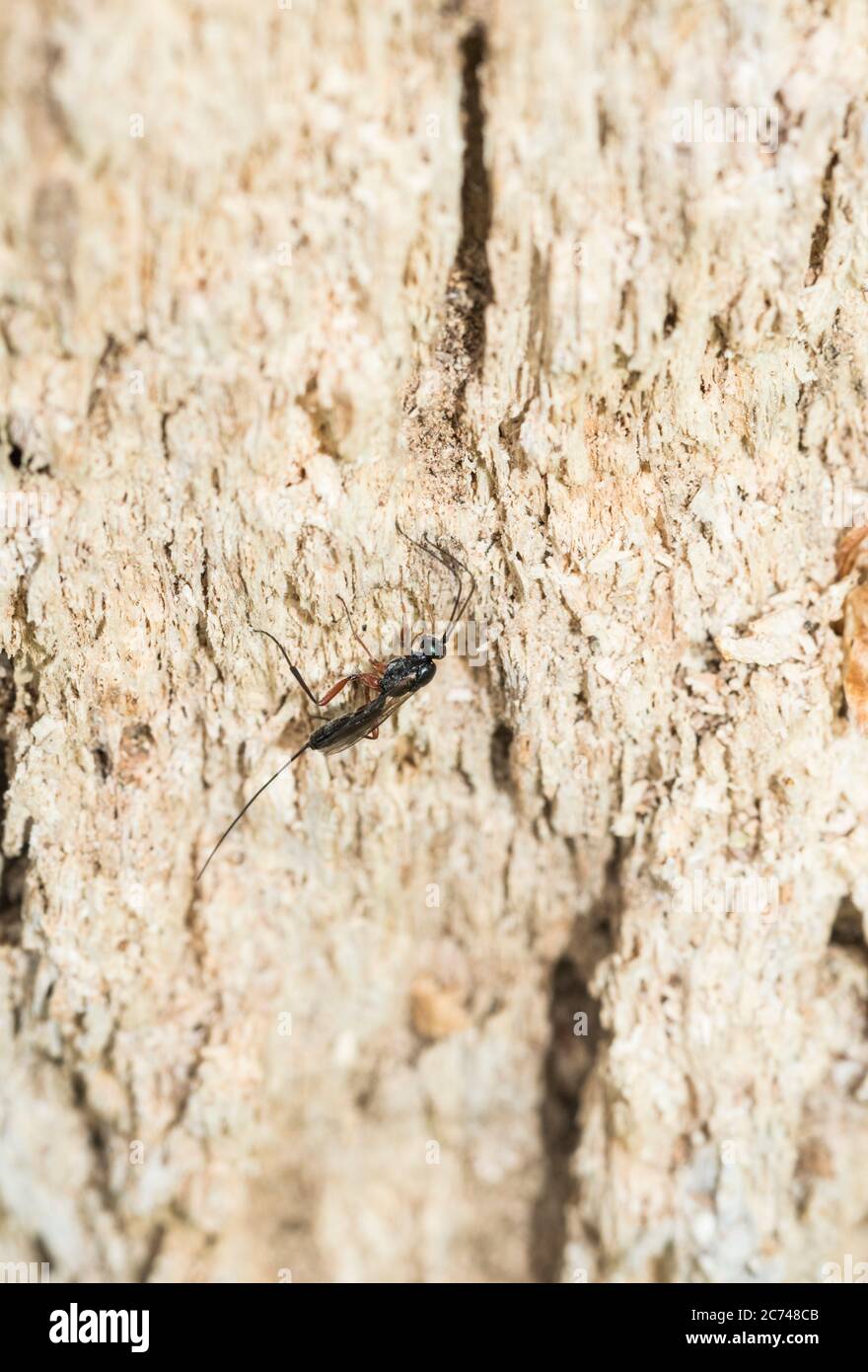 Sideview side view waiting in park hi-res stock photography and images ...