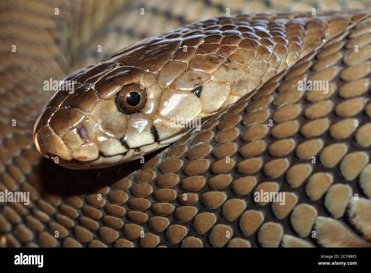 Mozambique Spitting Cobra, Naja mossambica, Wildlife Reserve, Botswana ...