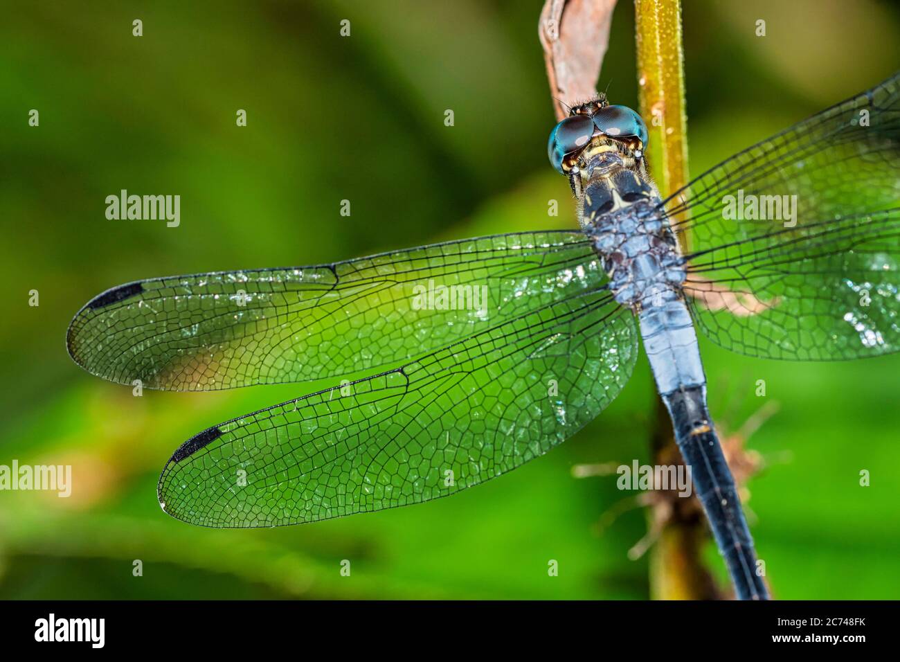 Dragonfly, Tropical Rainforest, Marino Ballena National Park, Uvita de ...