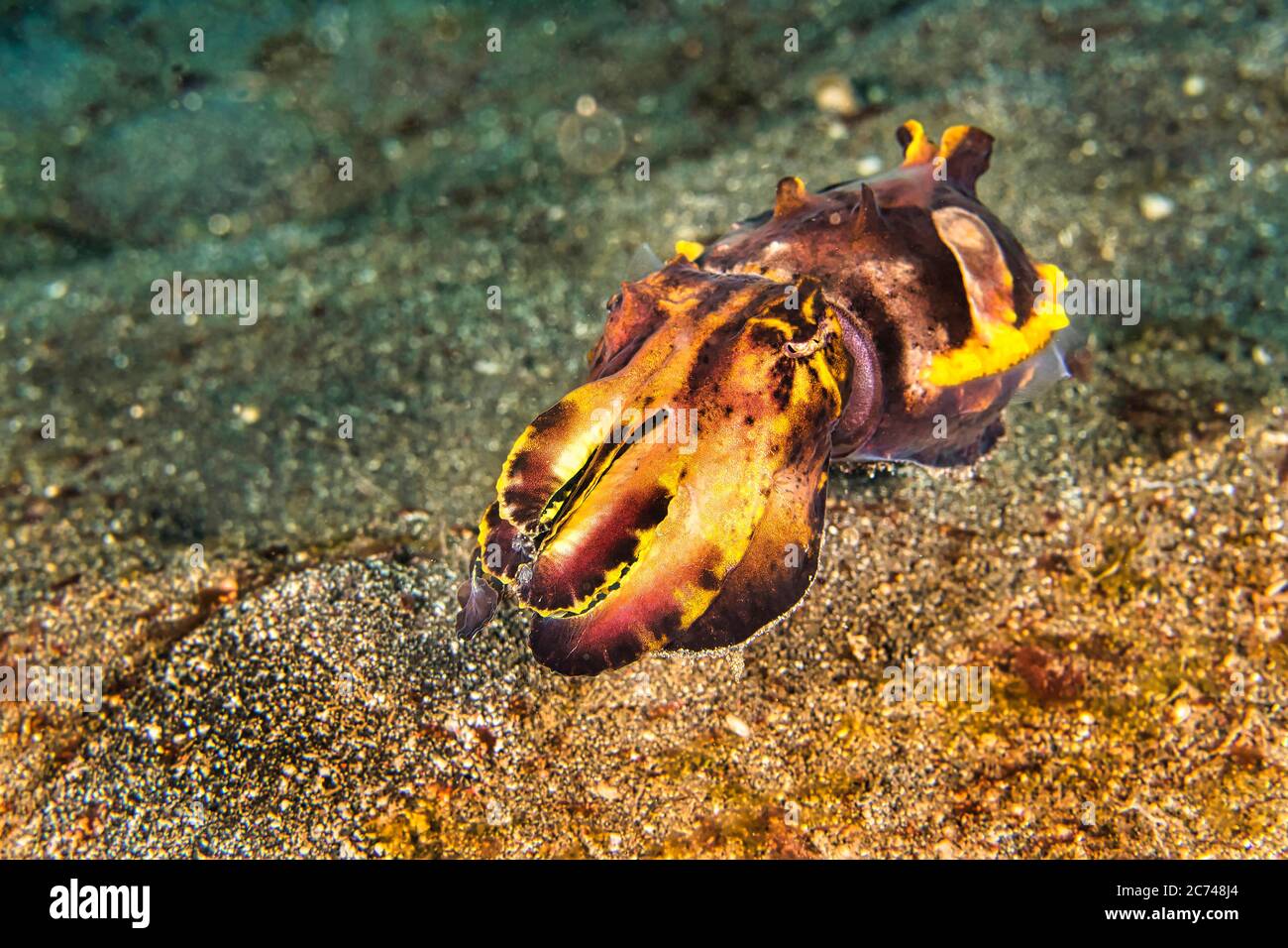 Cuttlefish, Flamboyant Cuttlefish, Metasepia pfefferi, Lembeh, North ...