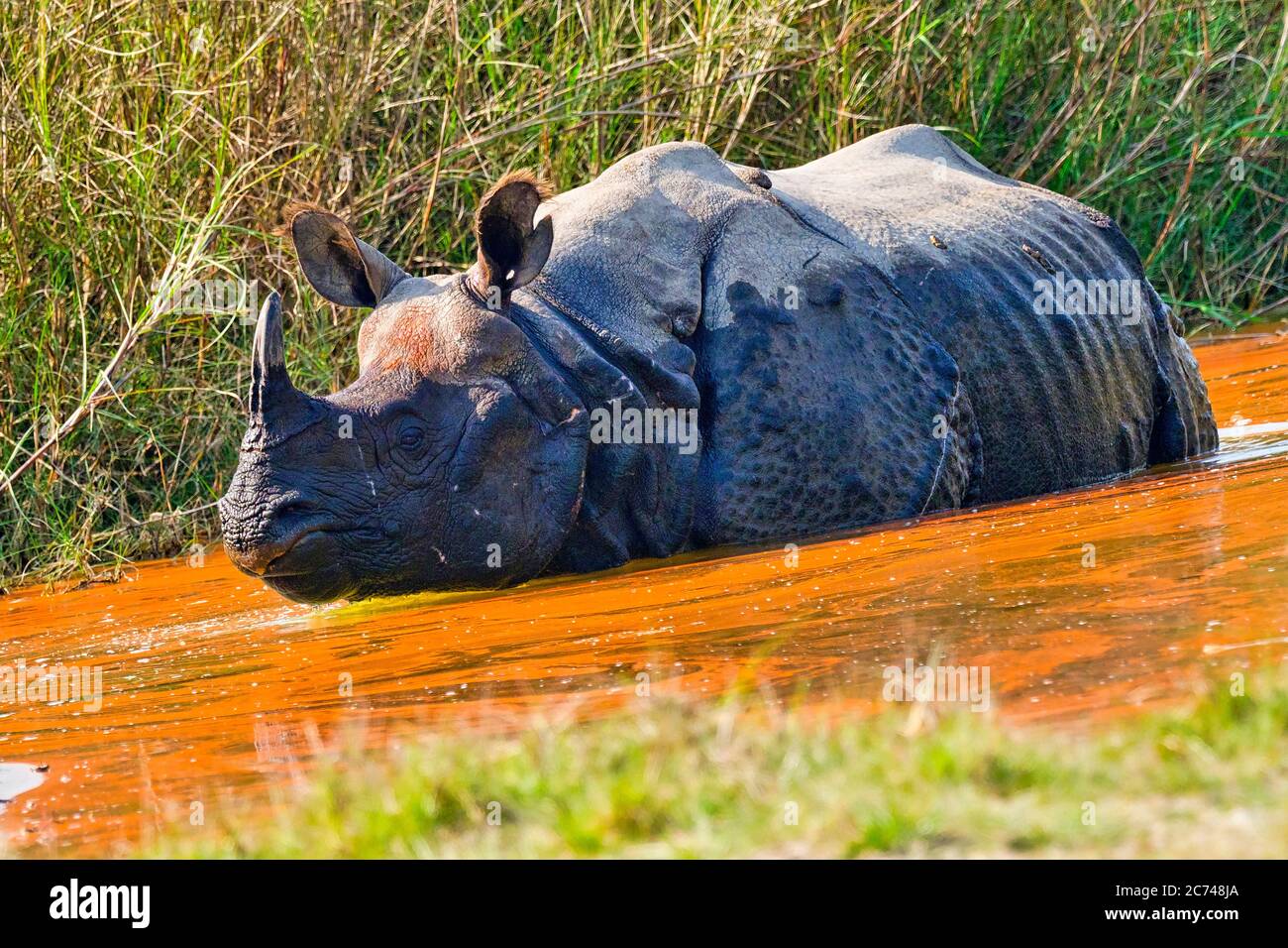 Greater One-horned Rhinoceros, Indian Rhinoceros, Asian Rhino ...