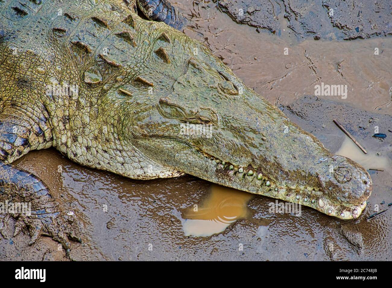 American Crocodile, Crocodylus acutus, Costa Rica, Central America ...