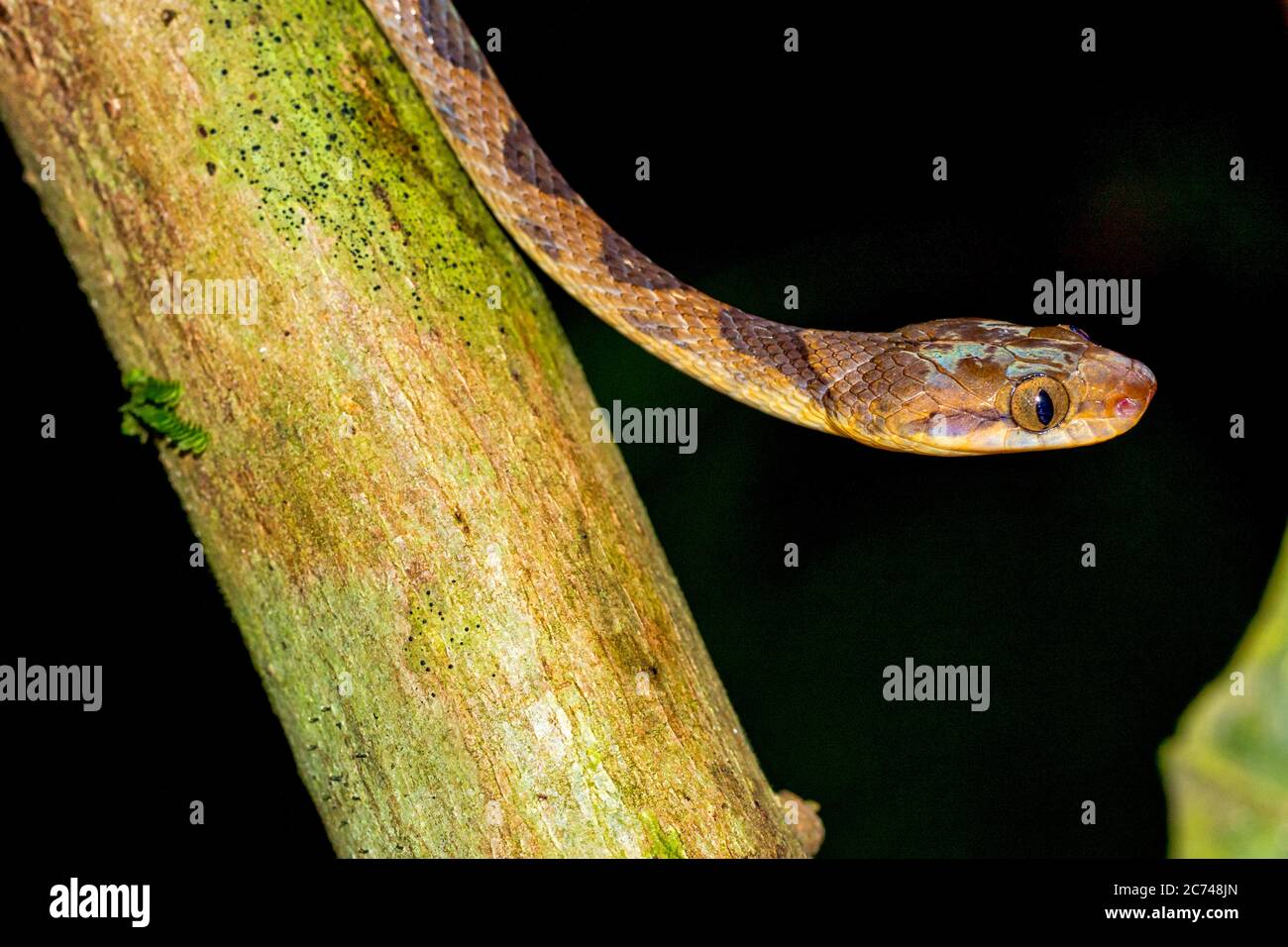Mapepire Corde Violon, Blunthead Tree Snake, Imantodes cenchoa ...