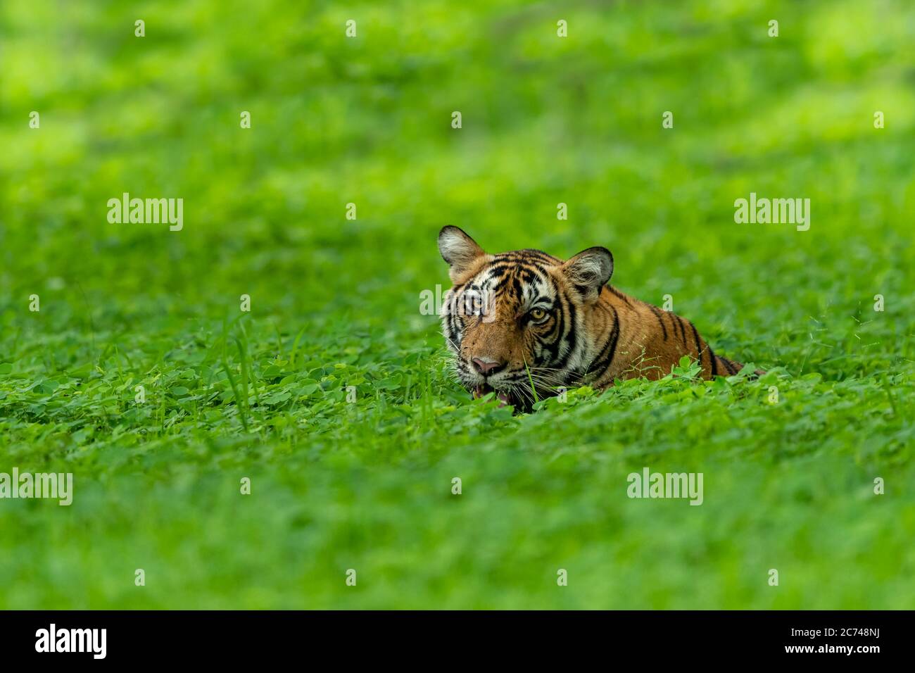 wild tiger on a rainy day in natural green forest during monsoon season ...